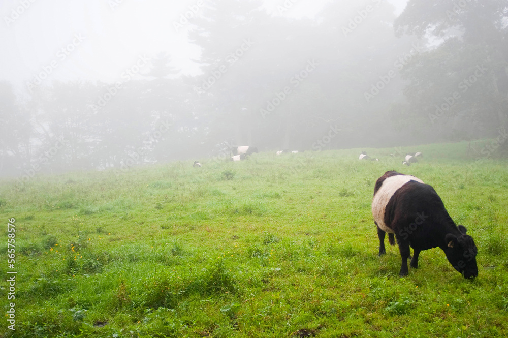 Belted Galloway cows (also known as the "Oreo cookie cow") grazing in ...