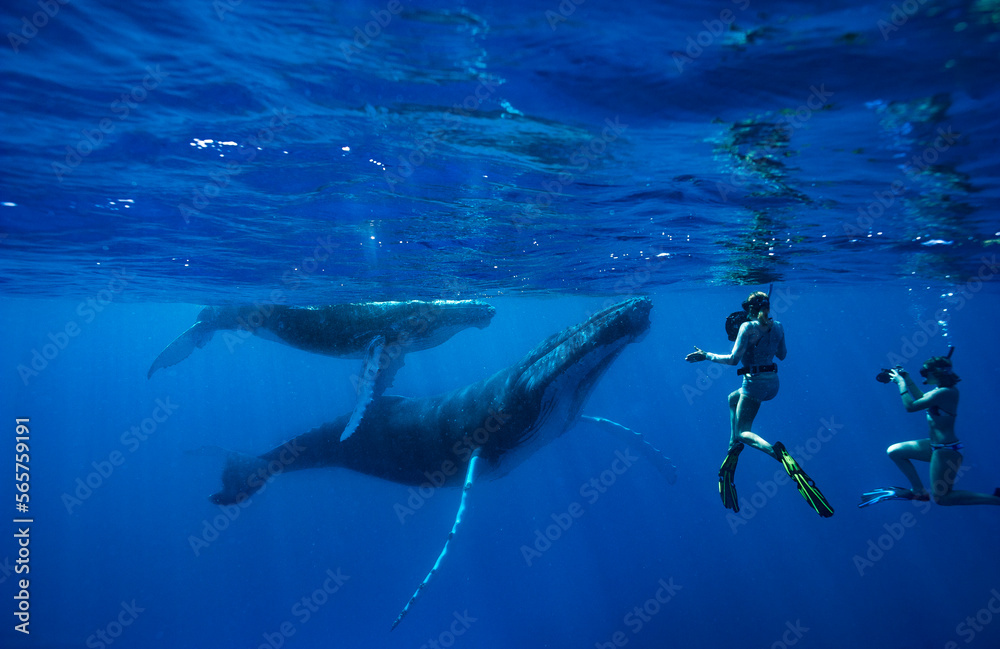 Snorkelers swimming with humpback whales in ocean, Kingdom of Tonga, Ha ...
