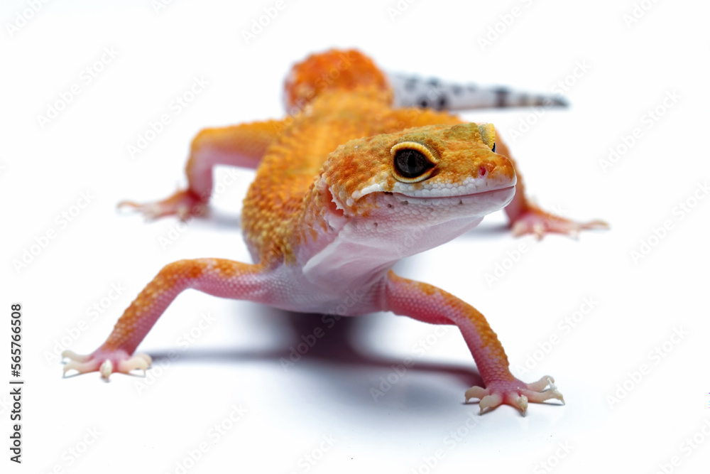 Poster Leopard gecko lizard isolated on white background, reptile with ...
