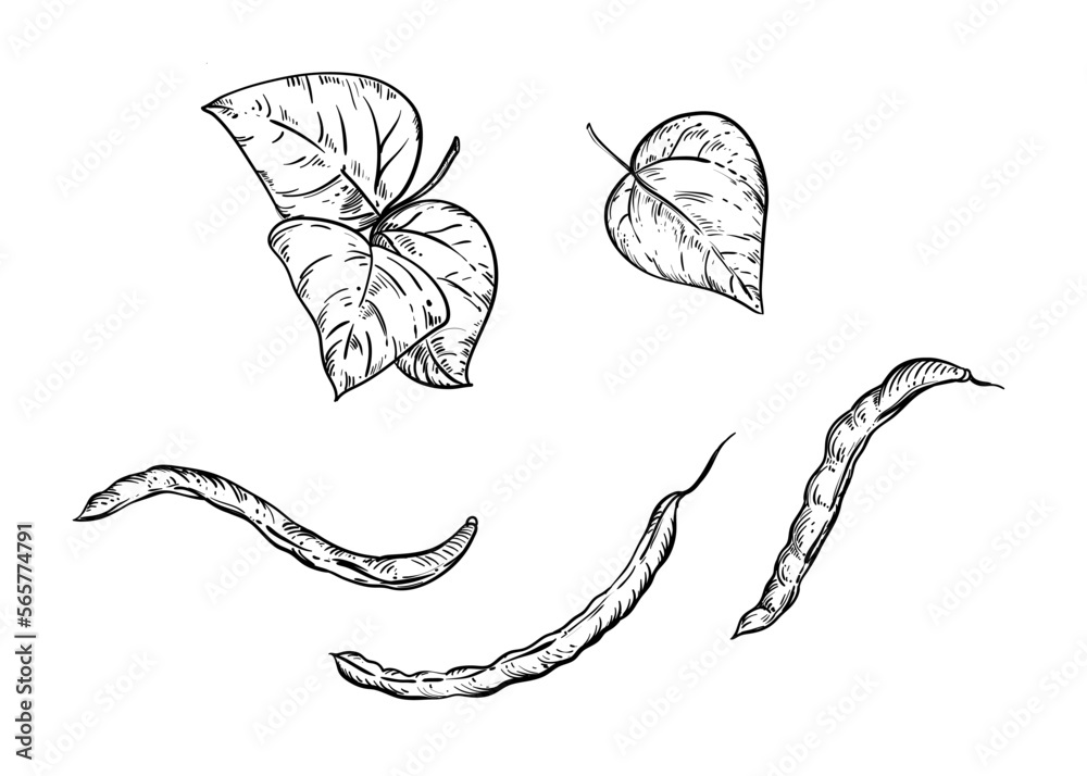 Hand drawn sketch black and white illustration set of string bean, leaf ...