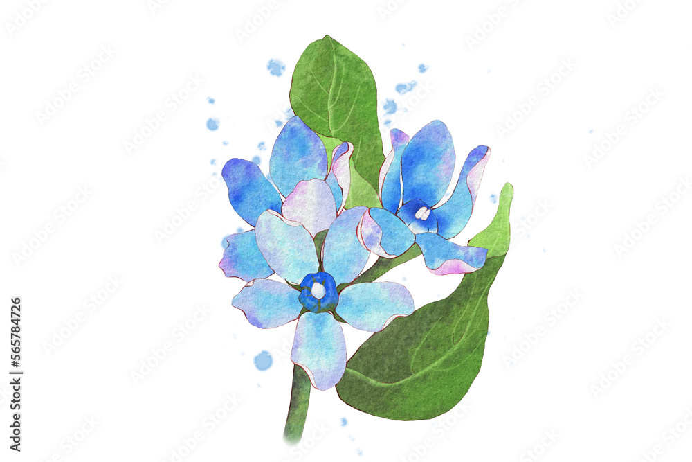 Watercolor Tweedia Isolate on transparent background PNG file Stock ...