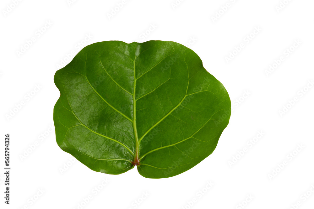 Sea grape leaf isolated on transparent background png file Stock Photo ...