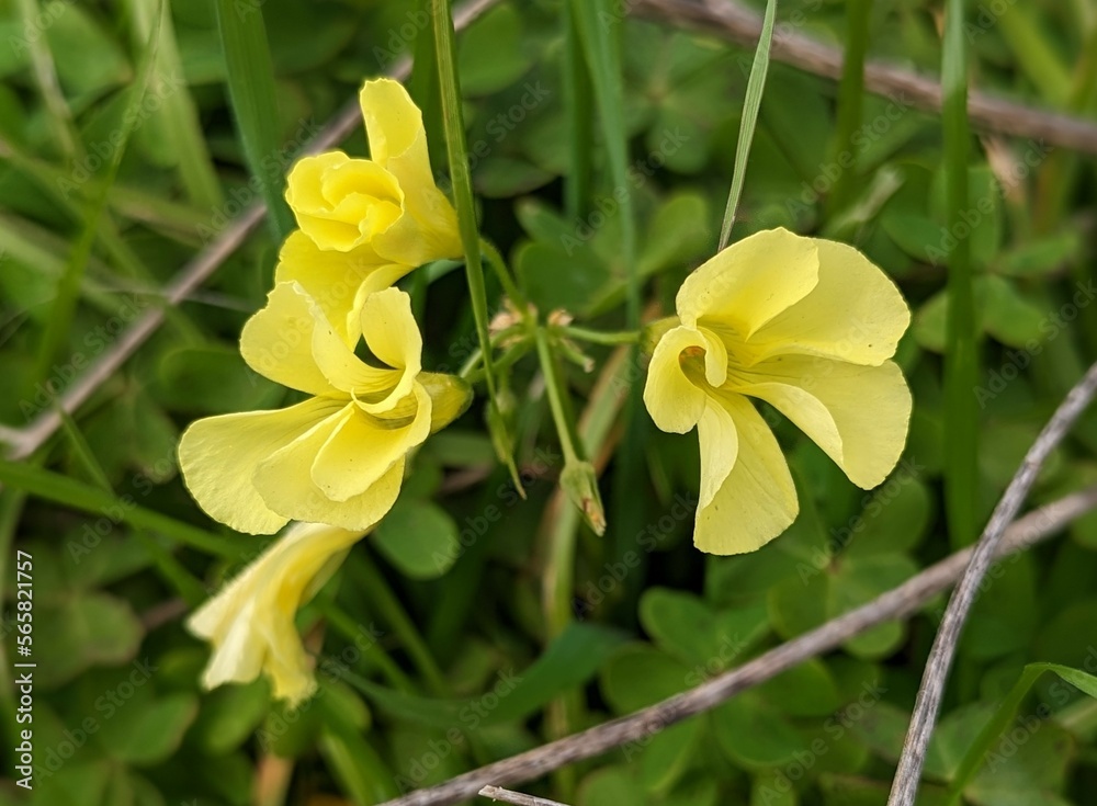 Bermuda buttercup in the spring, oxalis pes-caprae, African wood-sorrel ...
