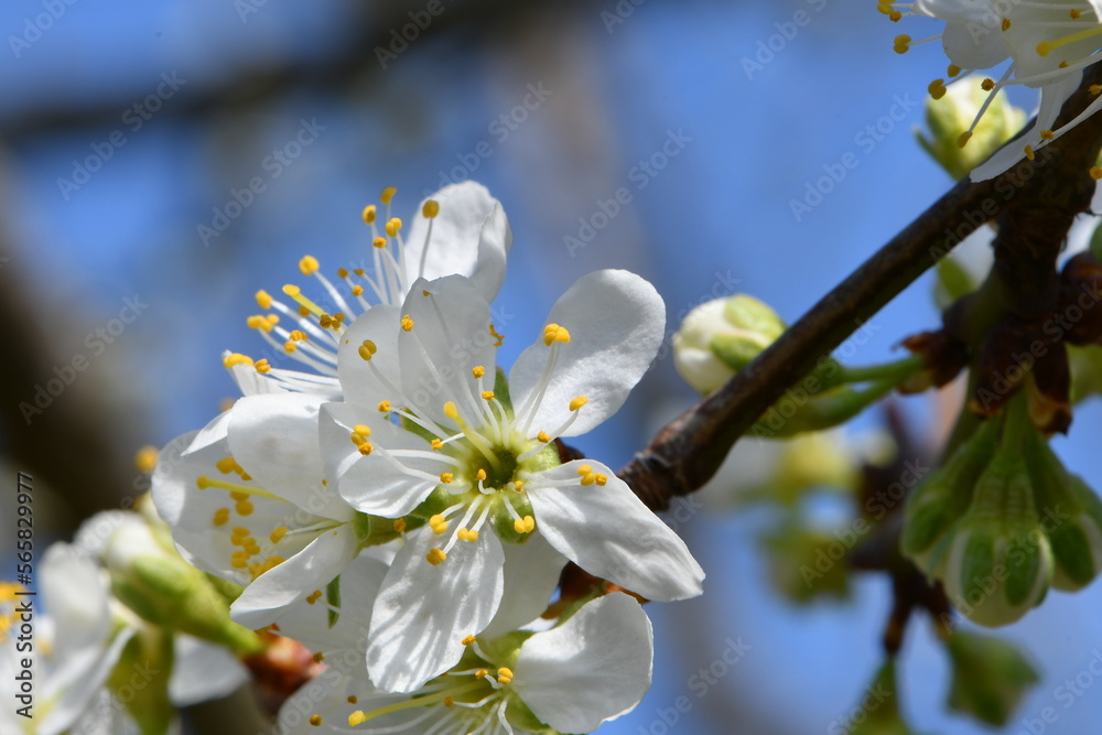 Gros plan d'une fleur de pommier avec ses belles couleurs de blanc et ...