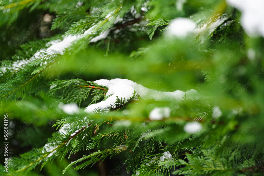 Close up photo wit the branches of a Leyland cypress leylandii tree in ...