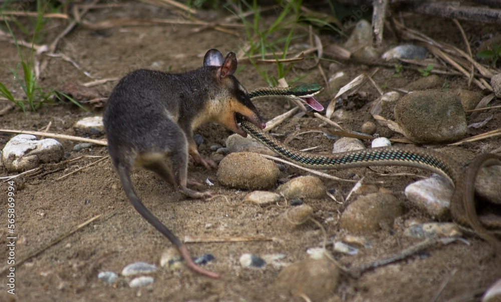 A Gray Four-eyed Opossum hunts a Green Vine snake along the banks of ...