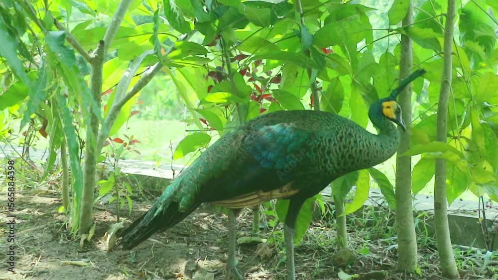 The green peacock is one of the three species of peacock. Like other ...