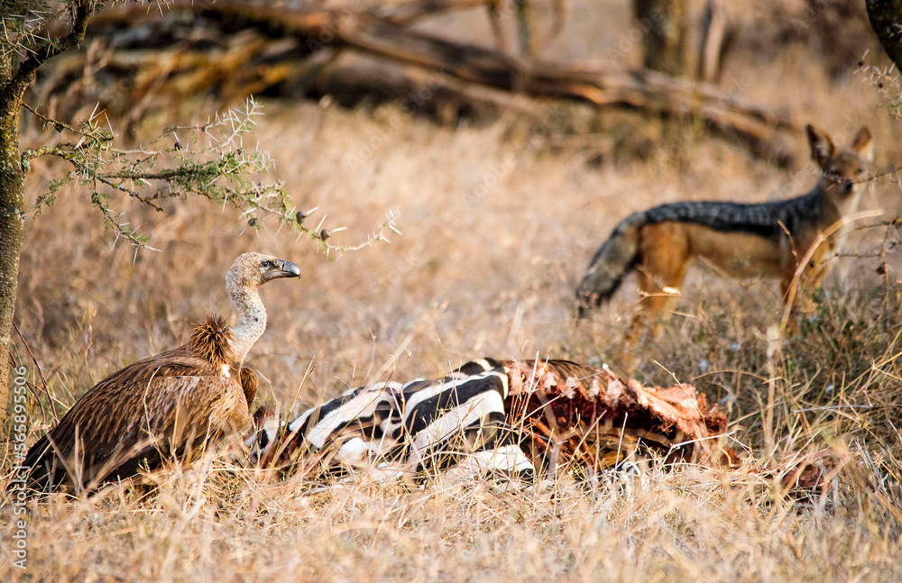 Griffon Vultures feed on a dead zebra as a Black Backed Jackal looks on ...
