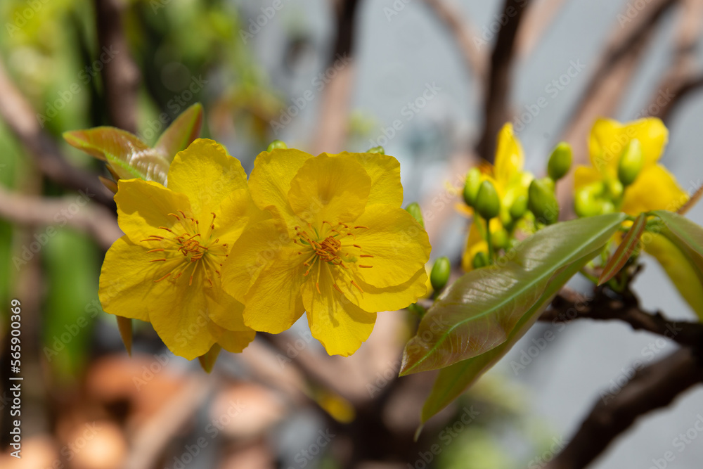 Ochna integerrima flower. Royalty high quality free stock image of ...