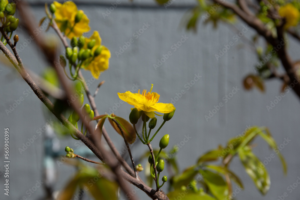 Ochna integerrima flower. Royalty high quality free stock image of ...