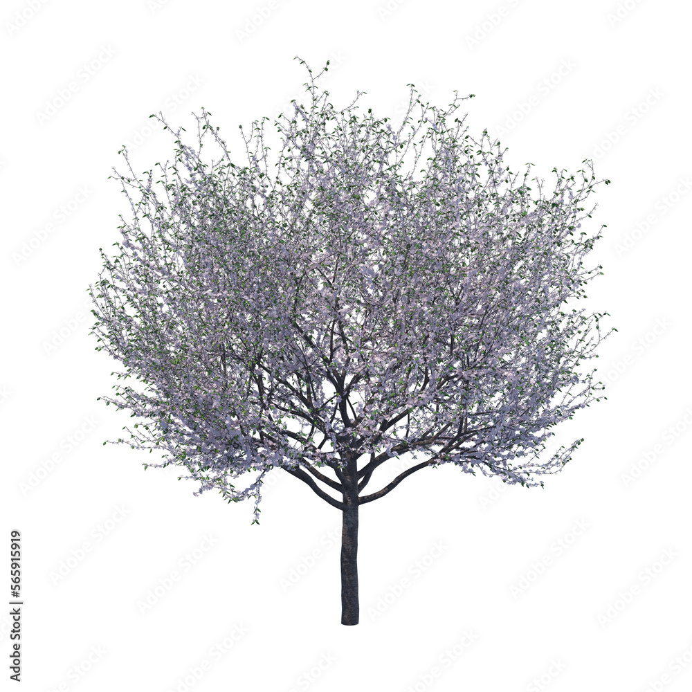 Blossoming cherry tree isolated transparent background 3d rendering ...