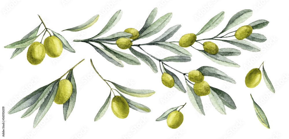 Olive Branches set. Watercolor hand drawn illustration with green ...