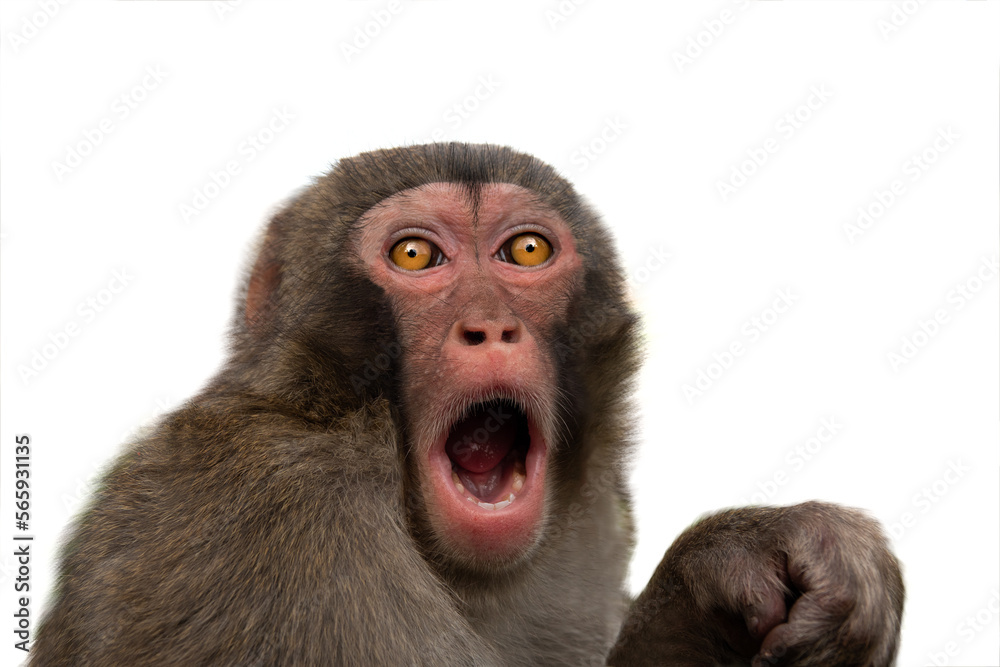 surprised monkey with big eyes isolated on white background Stock Photo ...