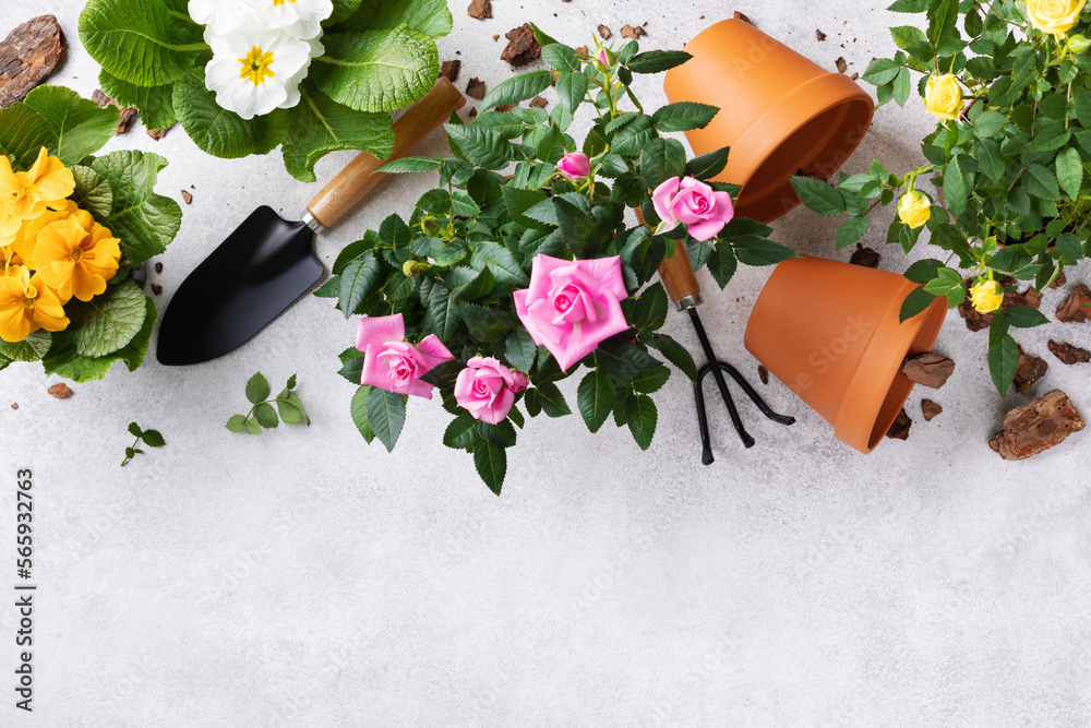 Spring gardening with blooming mini rose and primrose flowers in pots ...