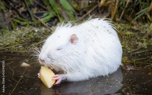 Albino Capybara