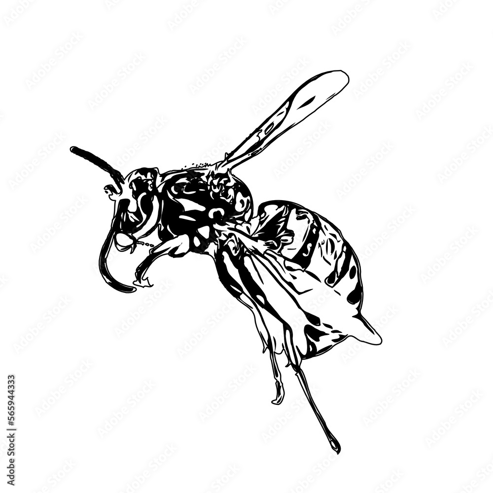 Black and white sketch of a wasp with transparent background Stock ...