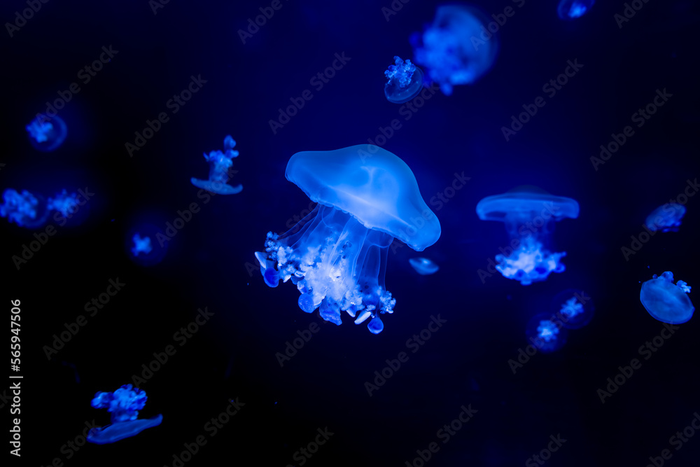 deep underwater dark blue, jellyfishes, medusa, deep dark blue ocean ...