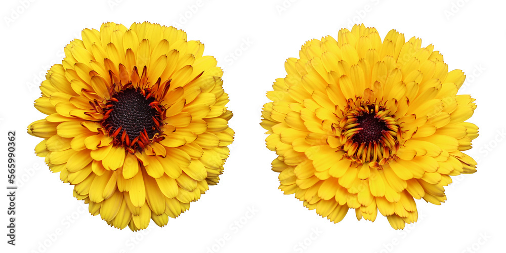 Yellow calendula flowers isolated on transparent background Stock Photo ...