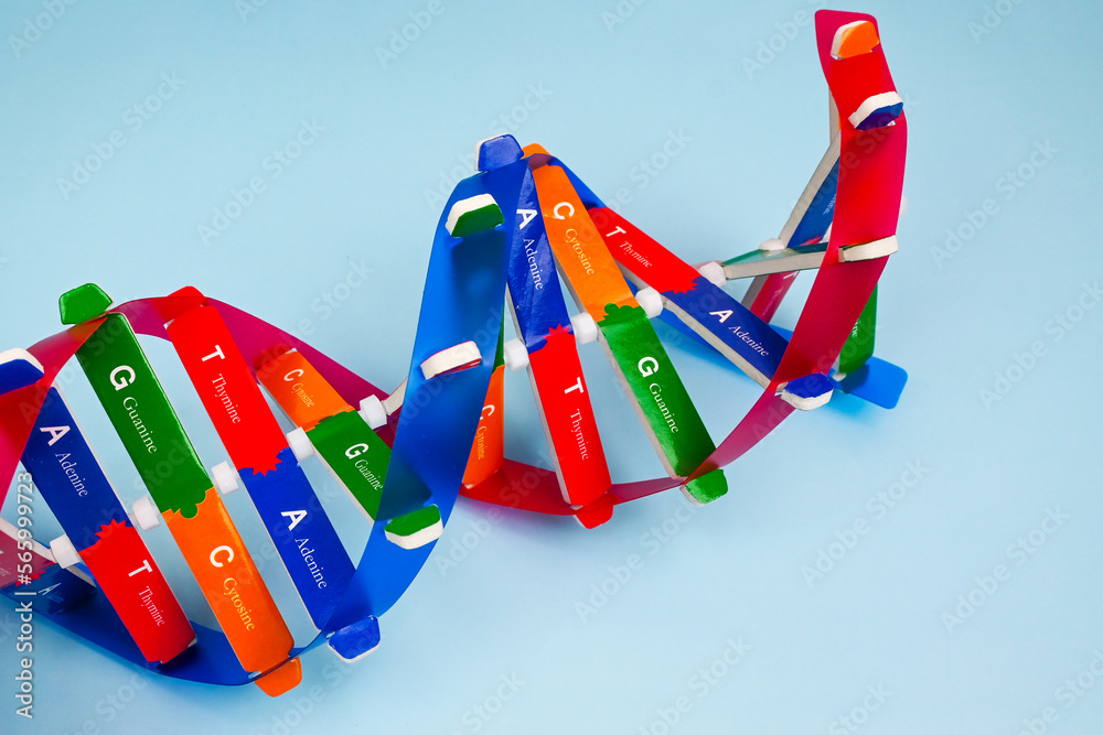 DNA helix structure, code made up of four chemical bases: adenine ...