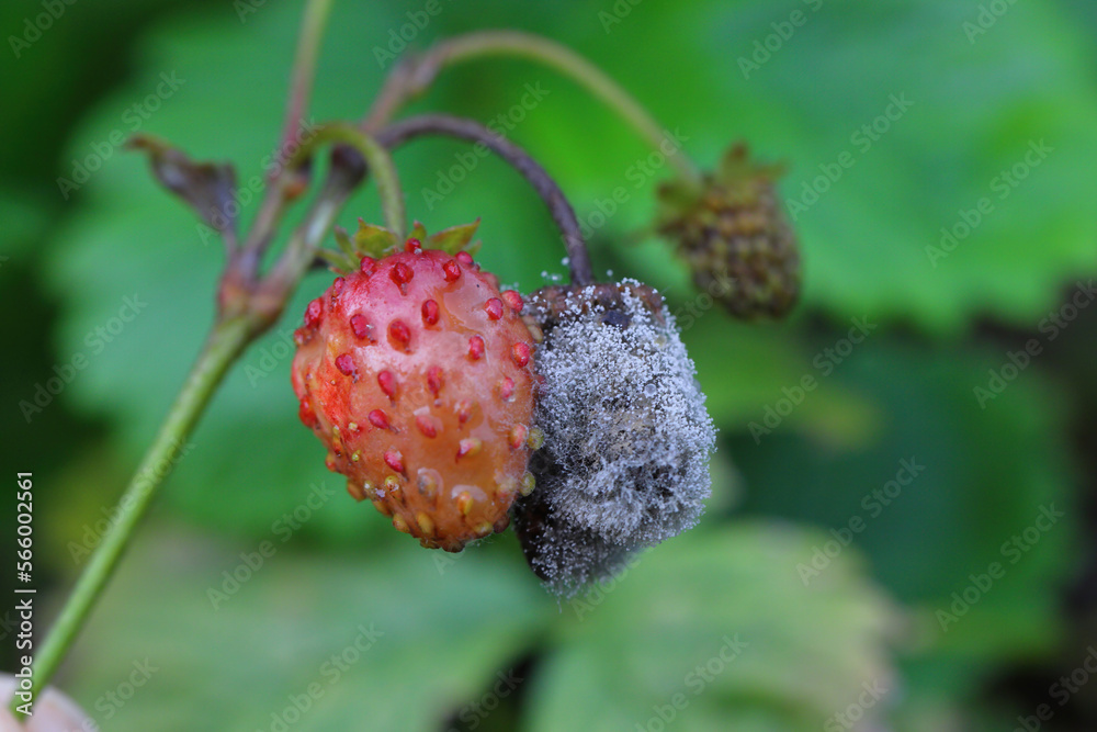 Grey mould (Botrytis cinerea) rotting strawberry fruit. Stock Photo ...