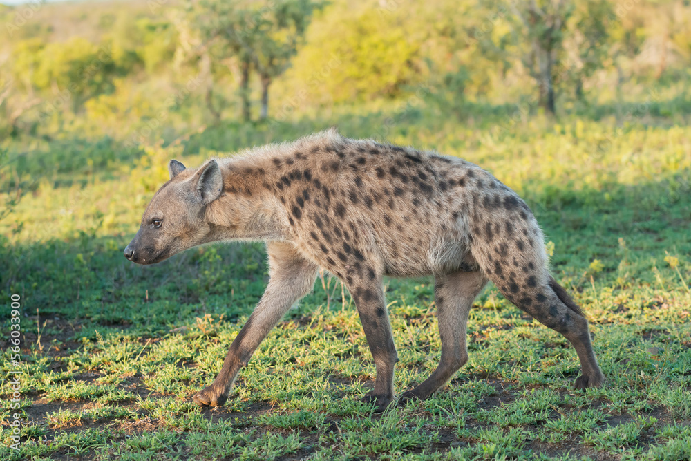 Spotted hyena - Crocuta crocuta, also known as the laughing hyena ...