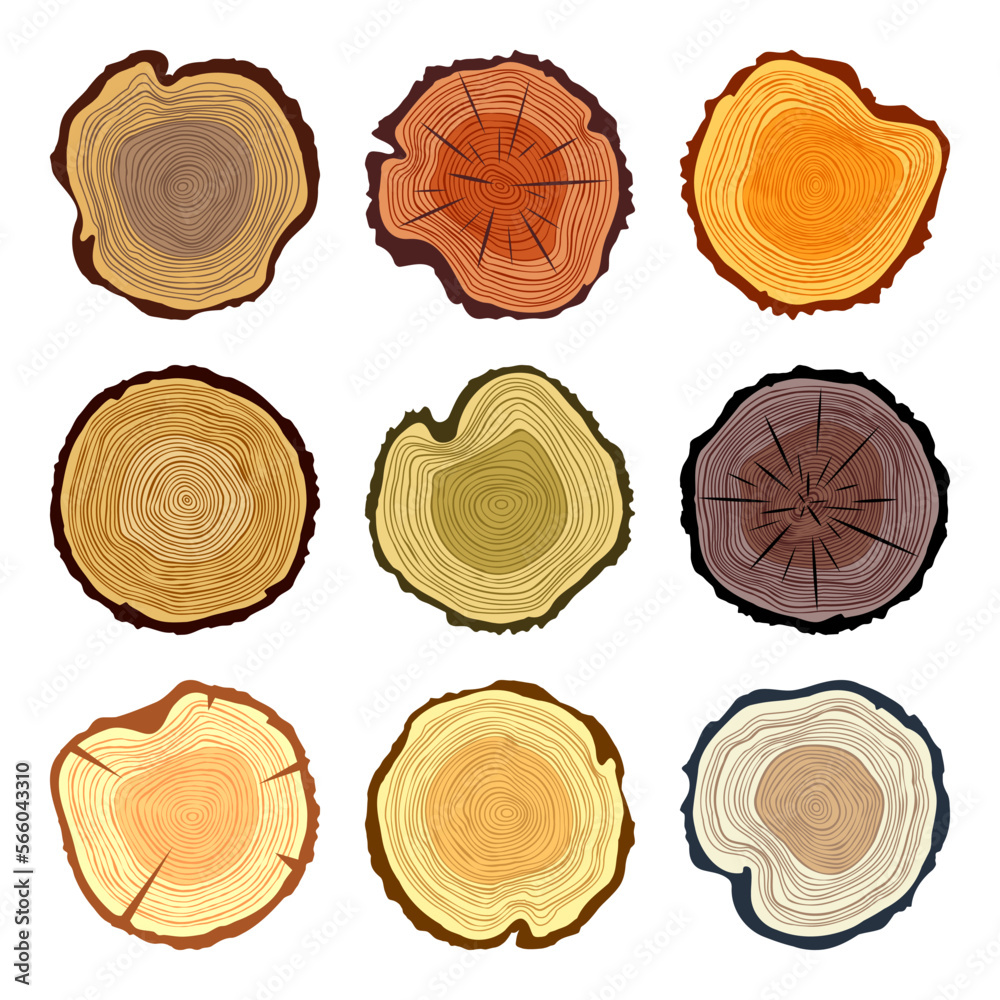 Round colorful tree trunk cuts, sawn pine or oak slices, lumber. Saw ...