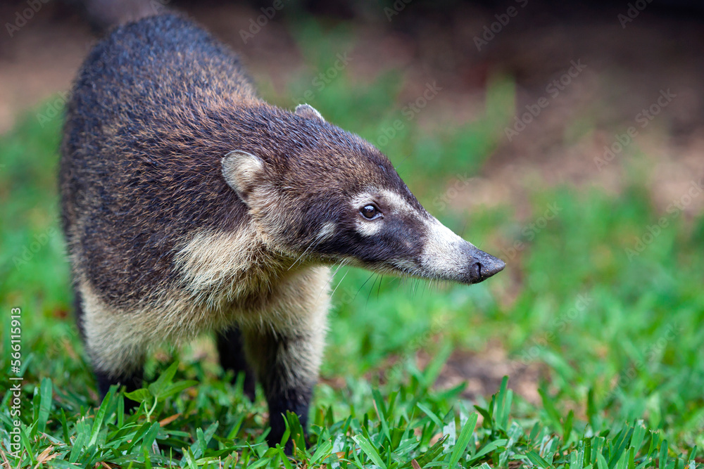 White-nosed Coati - Nasua narica, known as the coatimundi, family ...