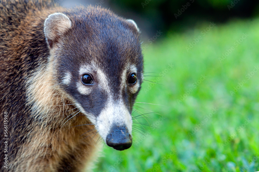 White-nosed Coati - Nasua narica, known as the coatimundi, family ...