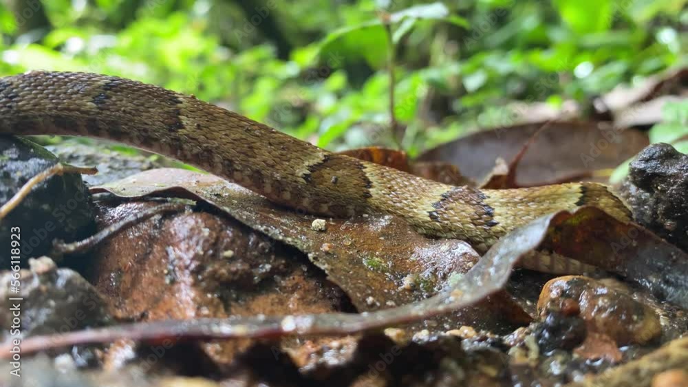 Pit viper Jararaca (Bothrops jararaca) young baby moving on florest ...