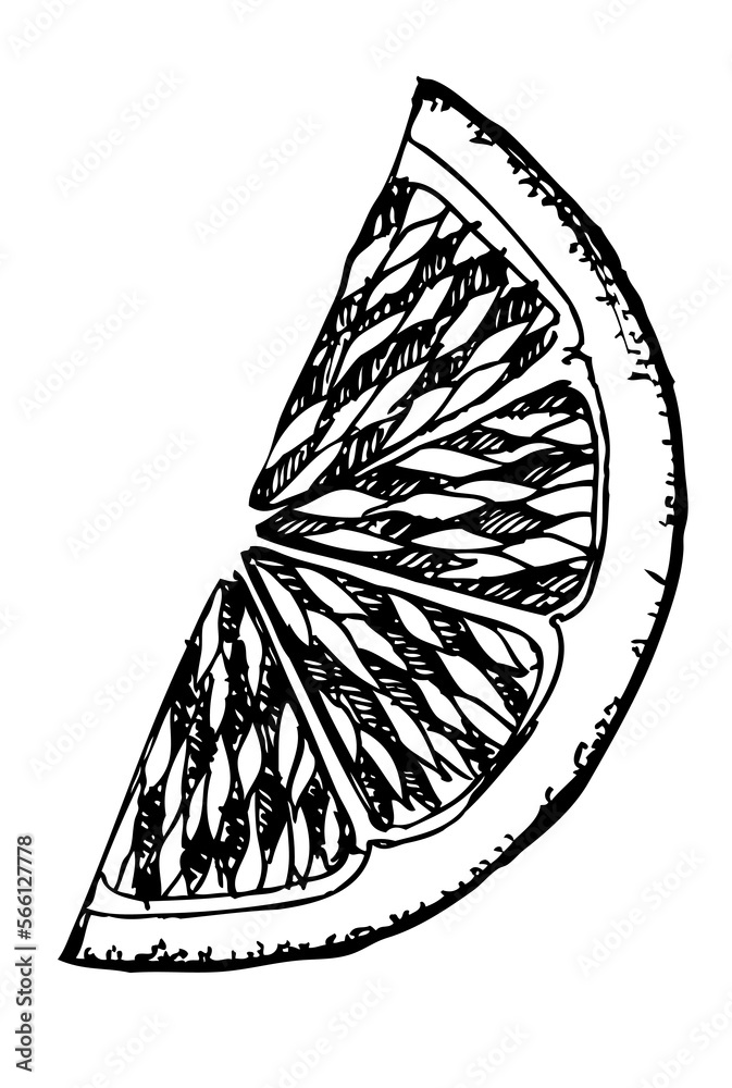 Lemon slice pencil drawing for menu. Sketch. Coloring Stock Vector ...