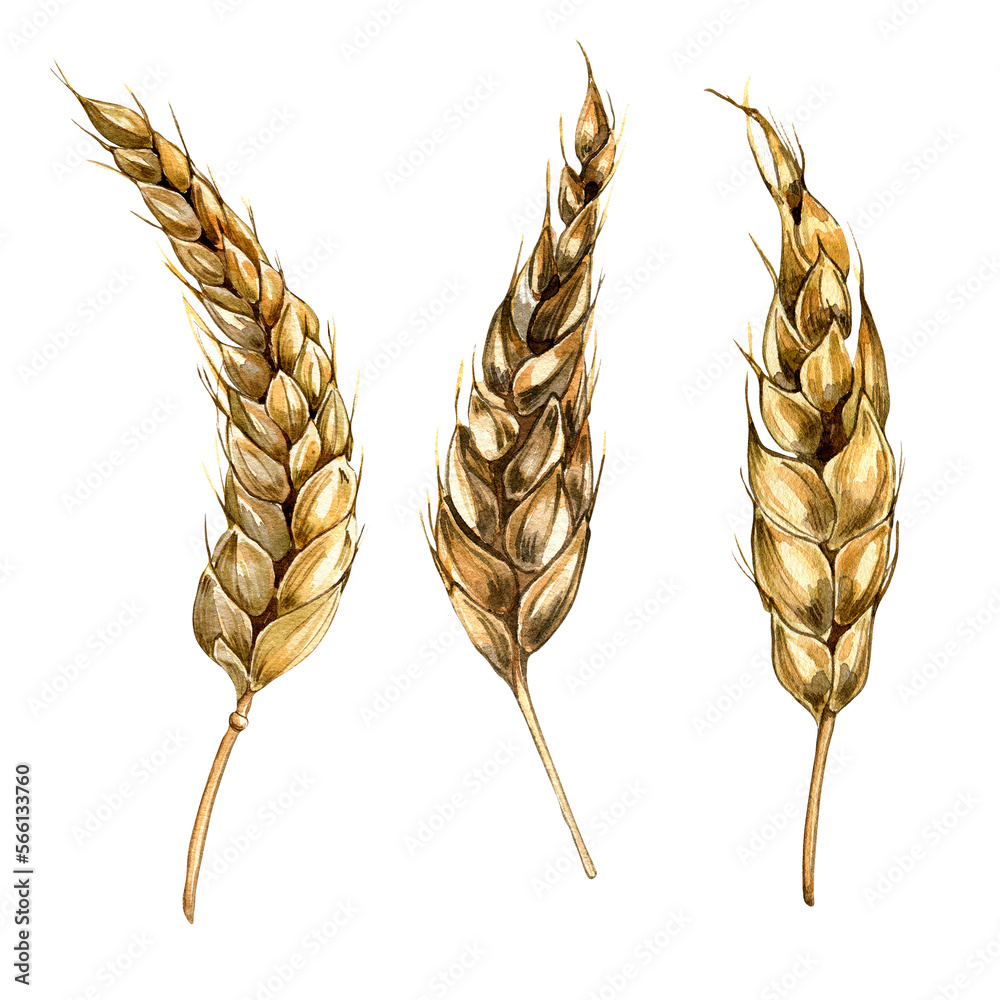 Wheat ear set watercolor illustration isolated on white background ...