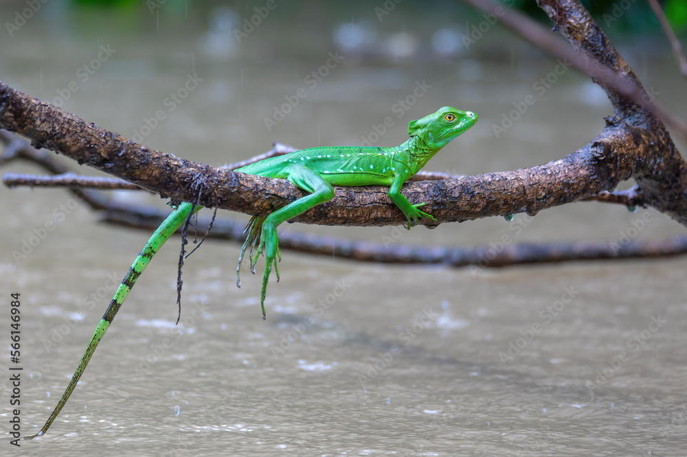 Female of Plumed green basilisk (Basiliscus plumifrons), sitting on ...