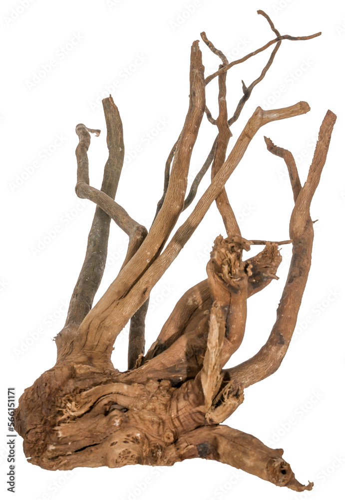 Piece of a root with many thin branches, river wood, driftwood ...
