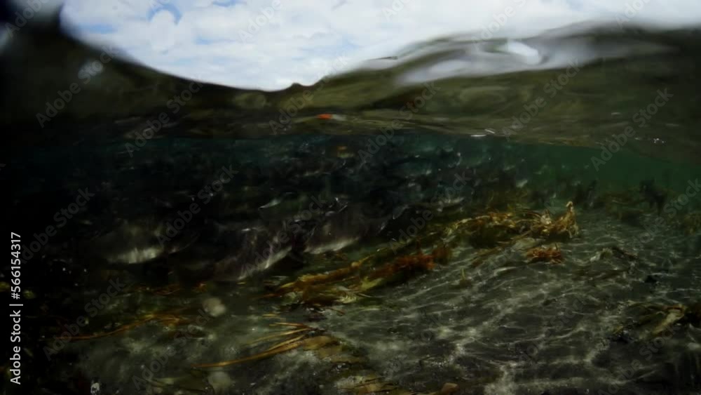 Injured Salmon fish with damaged skin underwater of Sea of Okhotsk ...