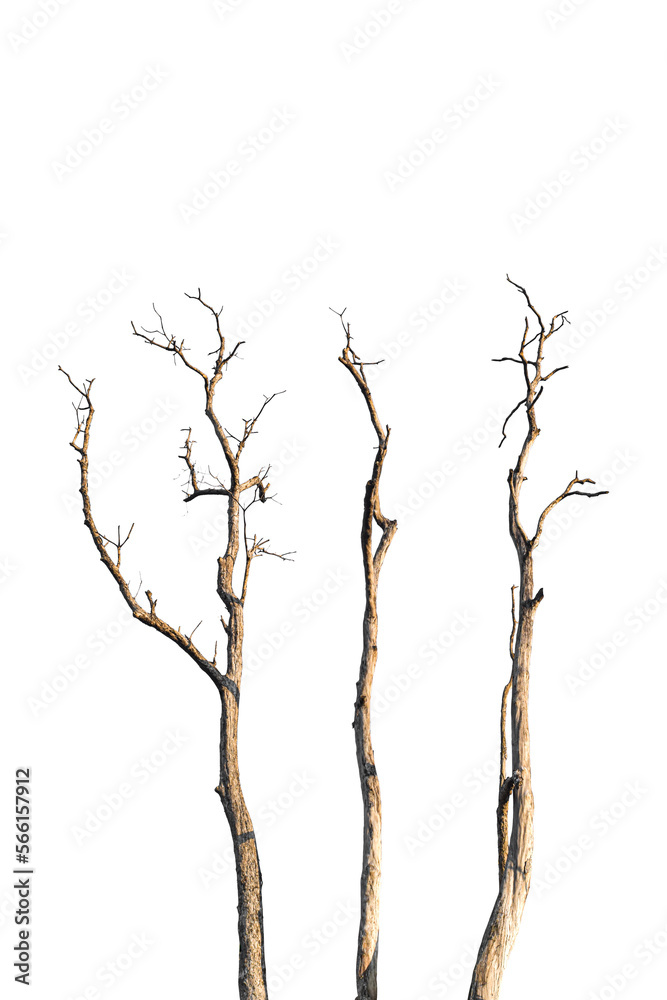 Dry tree branch isolated on transparent background PNG file Stock Photo ...