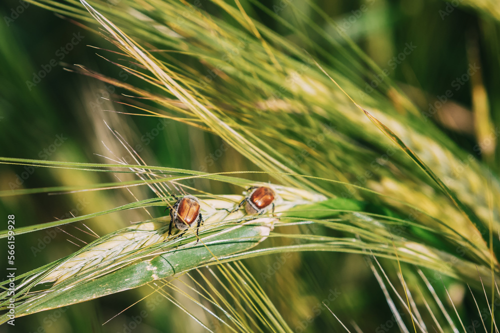 Insects Pest Of Agricultural Crops Grain Beetles On Wheat Ear On ...