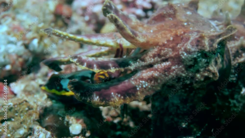 Mating cuttlefish Metasepia pfefferi. Small male deposits part of sperm ...