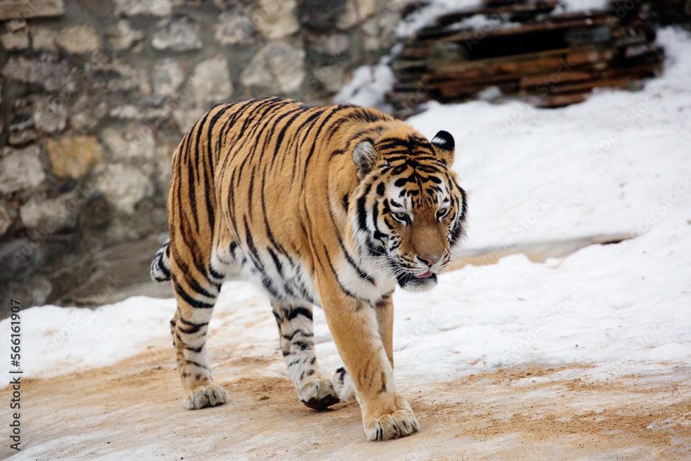 Amur tiger, or Siberian tiger. This is a predator from the family of ...
