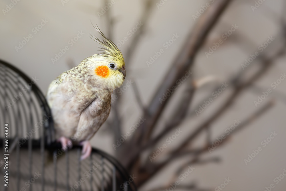 Female Cockatiel bird aka Nymphicus hollandicus. Stock Photo | Adobe Stock