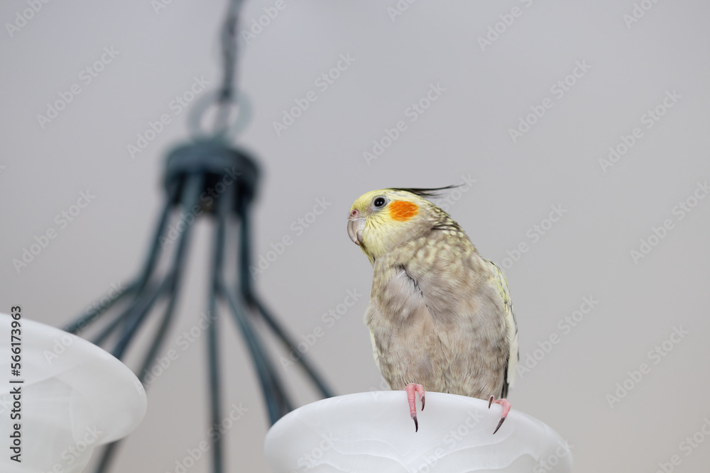 Female Cockatiel bird aka Nymphicus hollandicus. Stock Photo | Adobe Stock