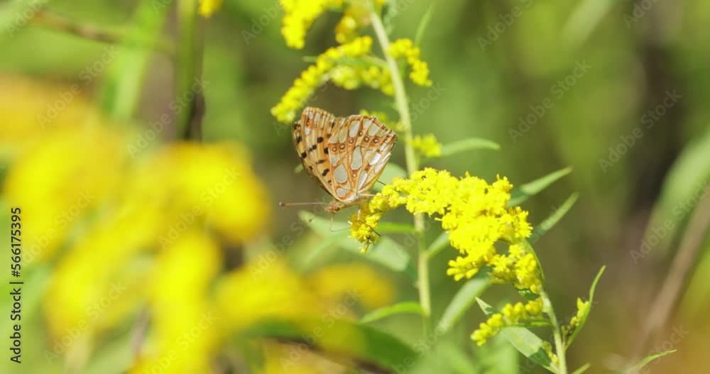 Butterfly Queen of Spain fritillary (Issoria lathonia) is a butterfly ...