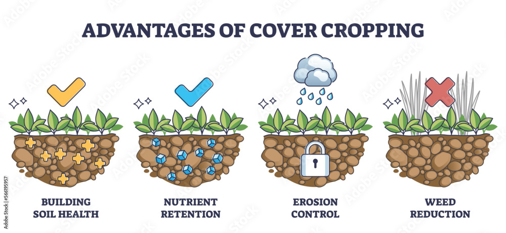 Cover crops cultivation or growing advantages for soil health outline ...
