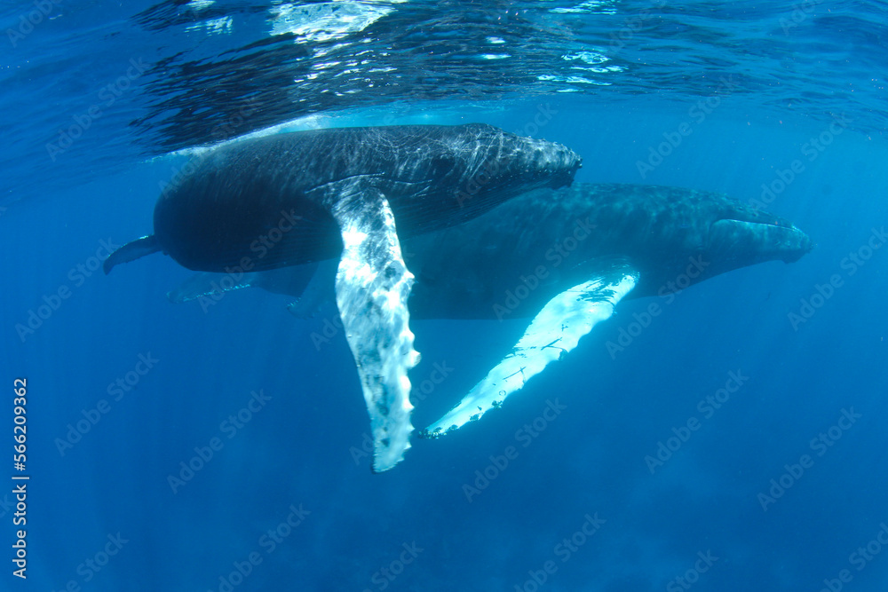 Humpback whales of the Silver Bank The humpback whale (Megaptera ...