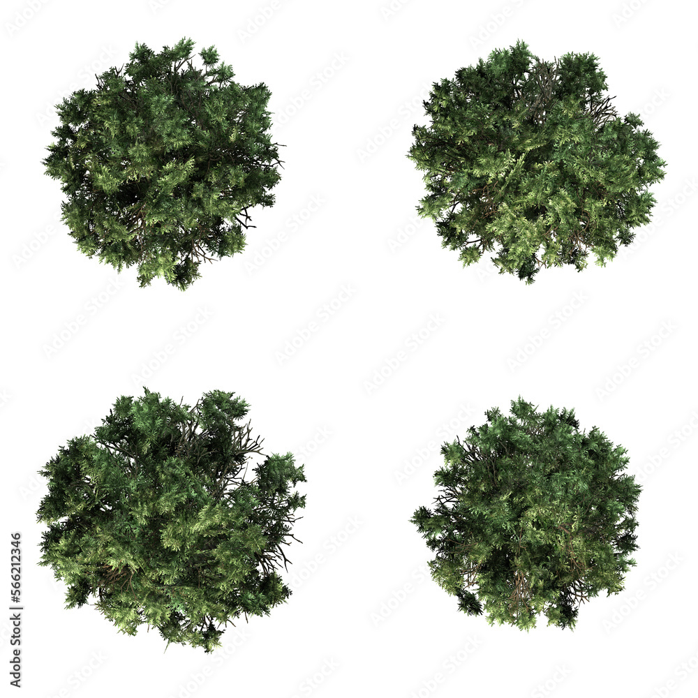 American Boxwood isolated on PNG transparent background - different top ...