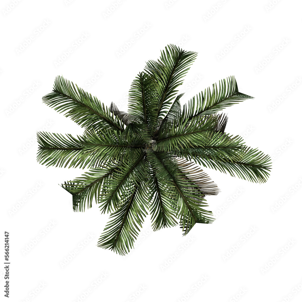 Date Palm isolated on PNG transparent background - top view - use for ...
