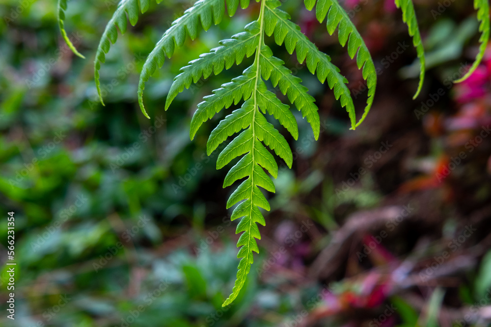 Ferns (Pteridophyta) Ferns are included in the class of plants that ...