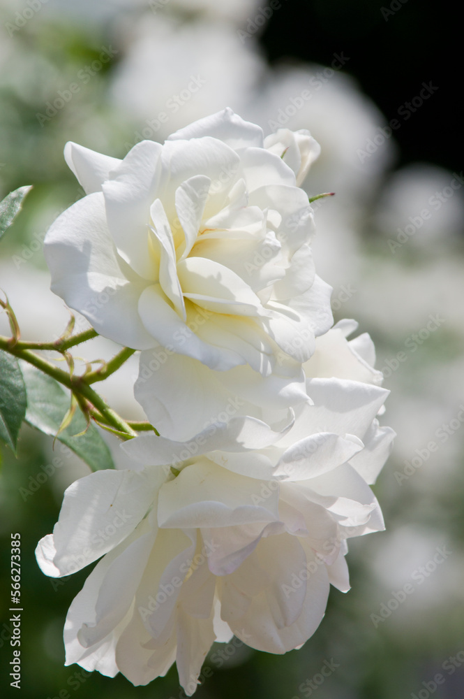 White rose flowers are in bloom in the rose garden. The name of this ...