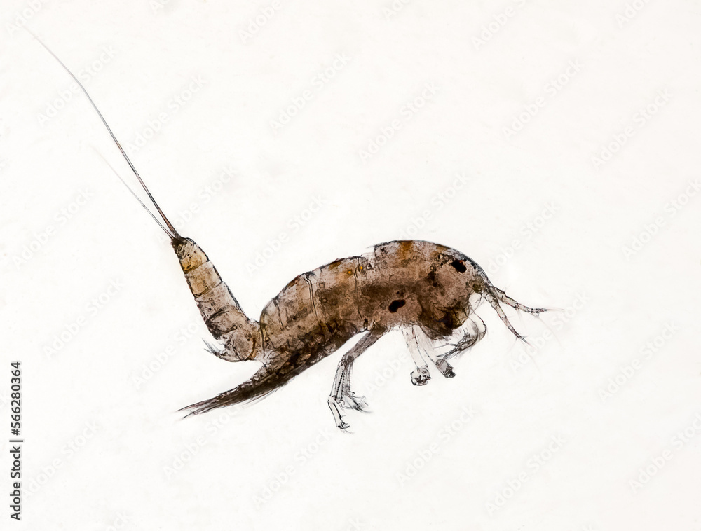 copepod from a reef aquarium under the microscope (maxillopoda ...