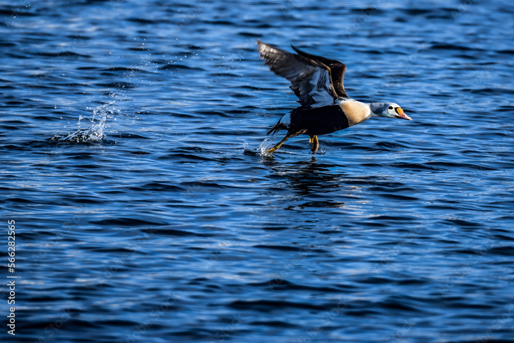 King Eider Flying