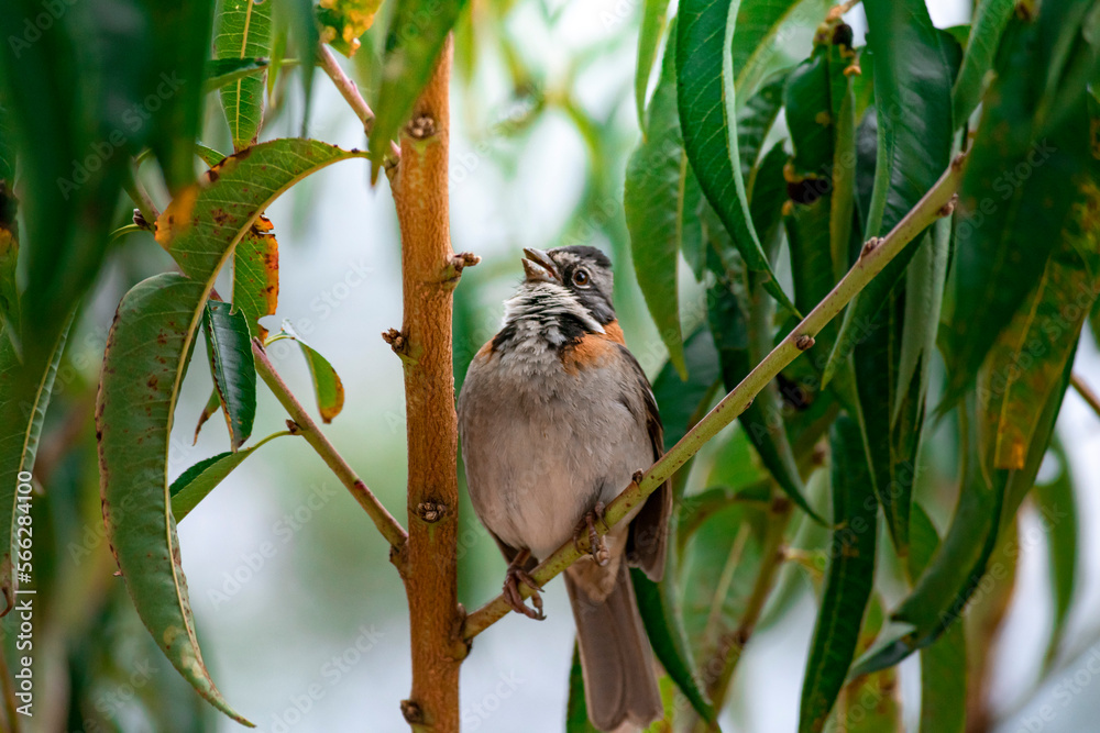 Ave Copetón (Zonotrichia capensis) cantando entre hojas verdes. Stock ...